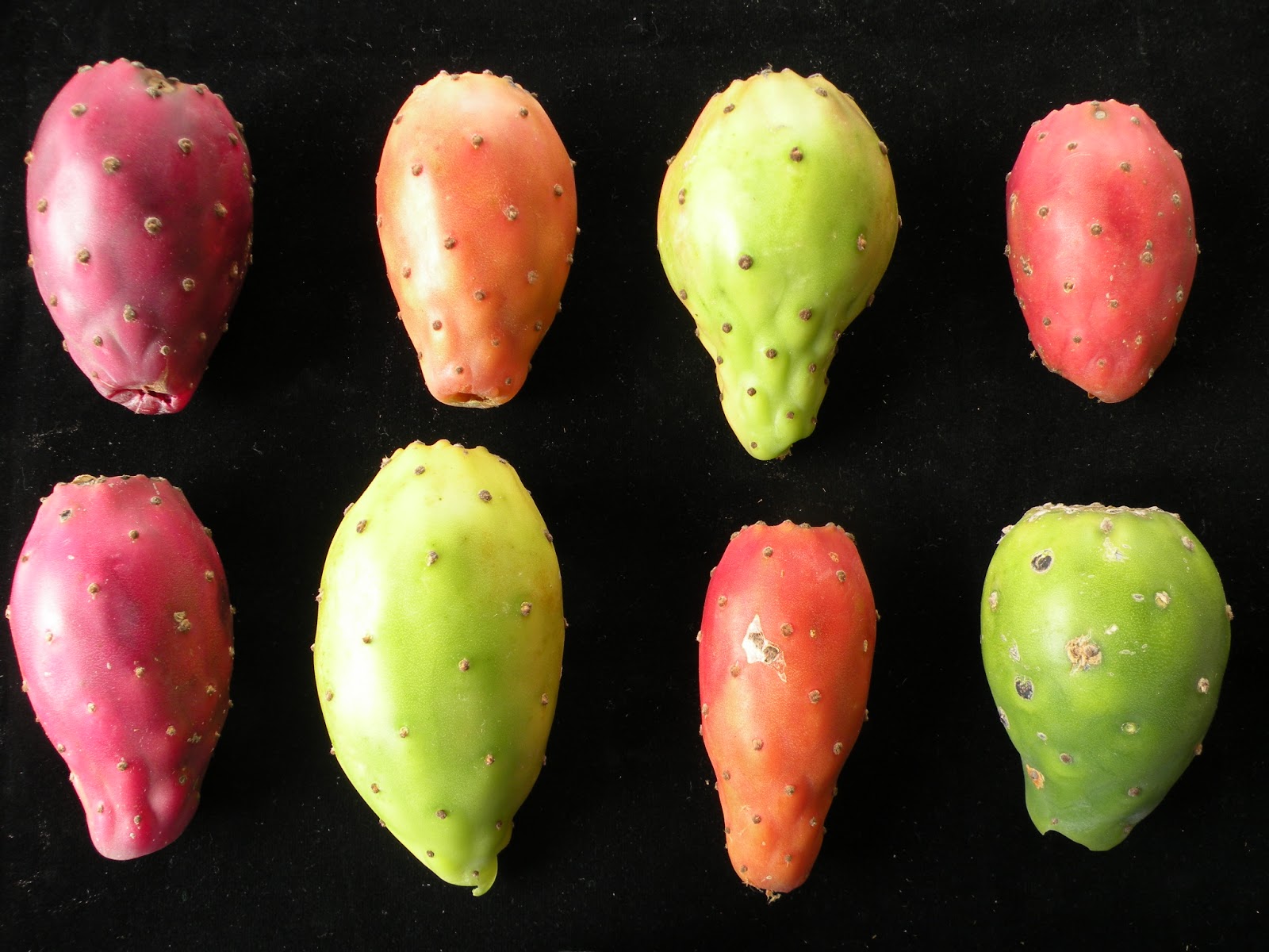 Biodiversidad Ayacucho Peru : Variedades de Tunas Extraídas del Banco ...