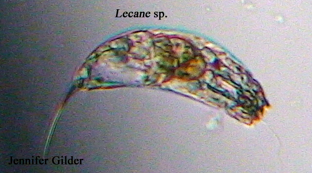 4 Kingdoms Term Project