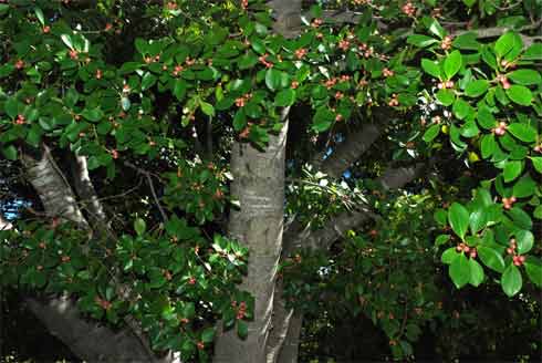 Four Types of Fig Trees Associated with Hinduism | Hindu Blog
