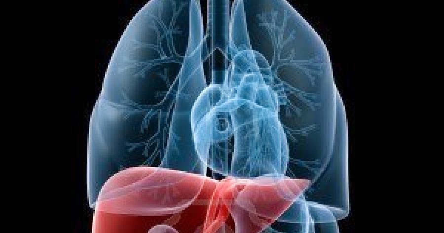 Cápsulas de Salud y Bienestar: ¿Para qué sirve el hígado?