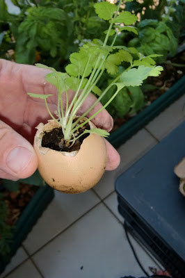 Urban Green Survival: Egg Shell Planter