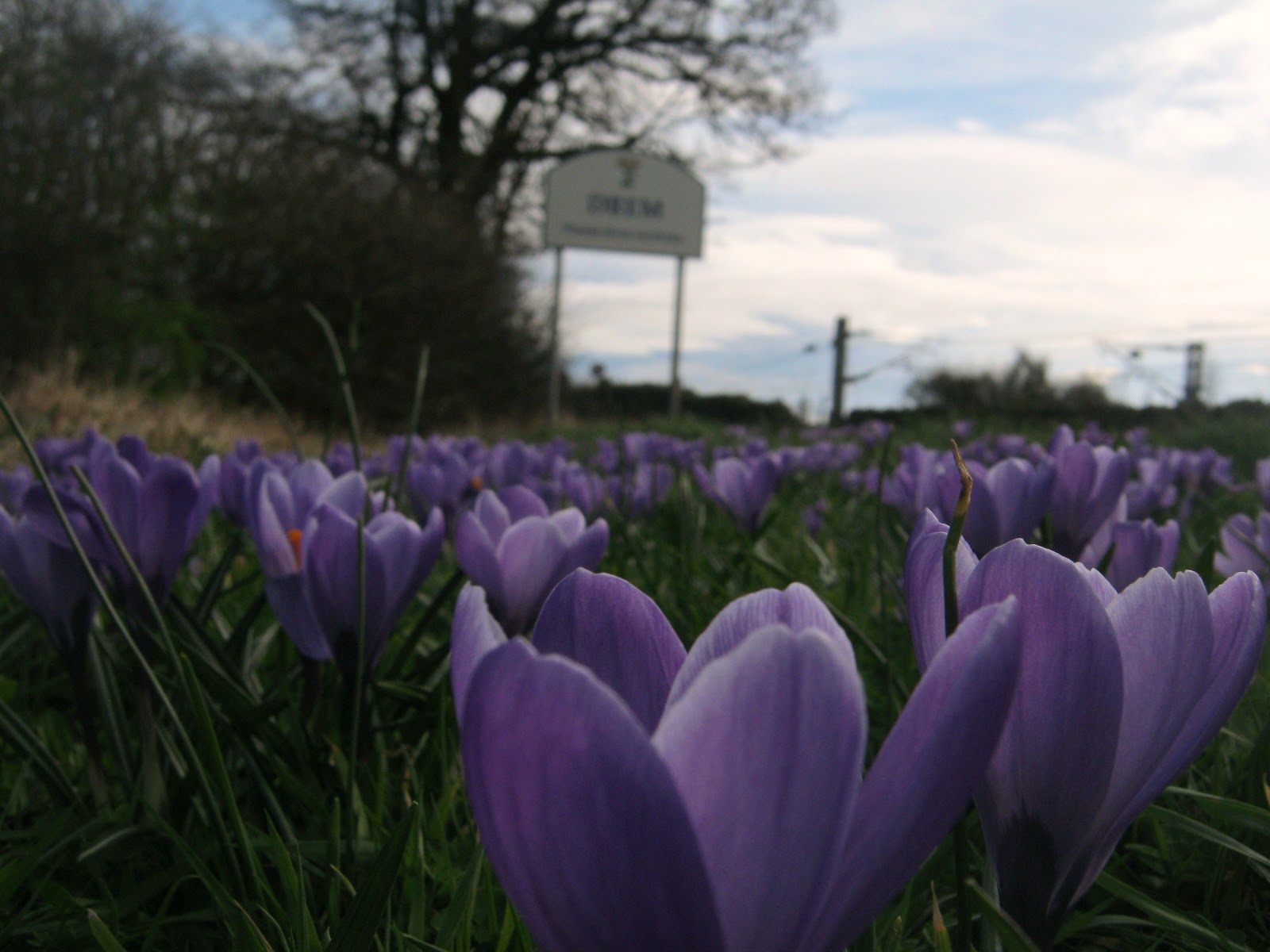coastrider: Springtime Woodland trails