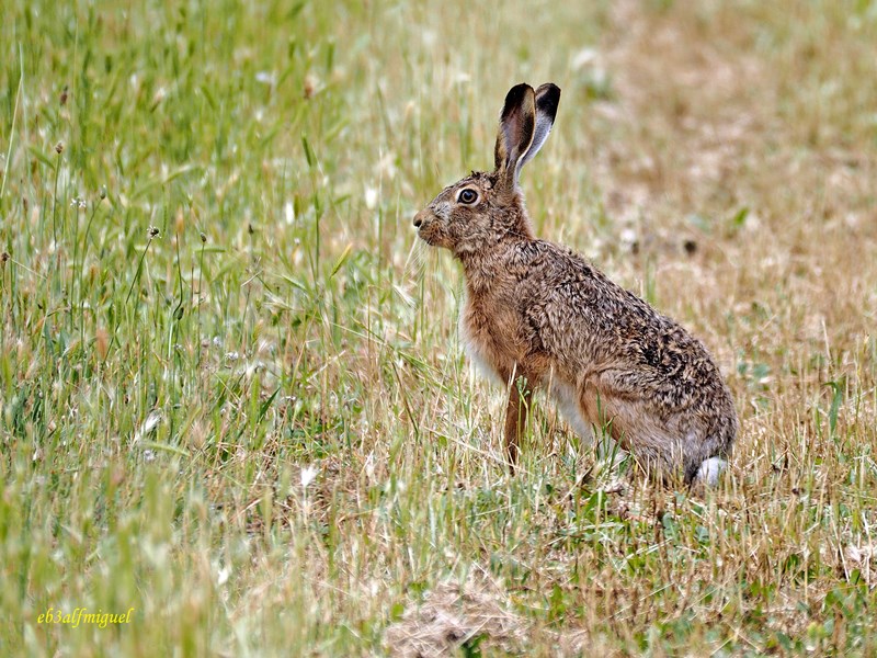 Miguel fotografia: Liebre europea (Lepus europaeus)