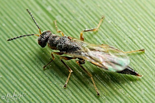 Biodiversidad Costa Granadina y ... (Fauna): Tetramesa romana