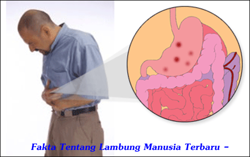 Fakta Tentang Lambung Manusia Terbaru | Gastric Health Tablet Harga ...