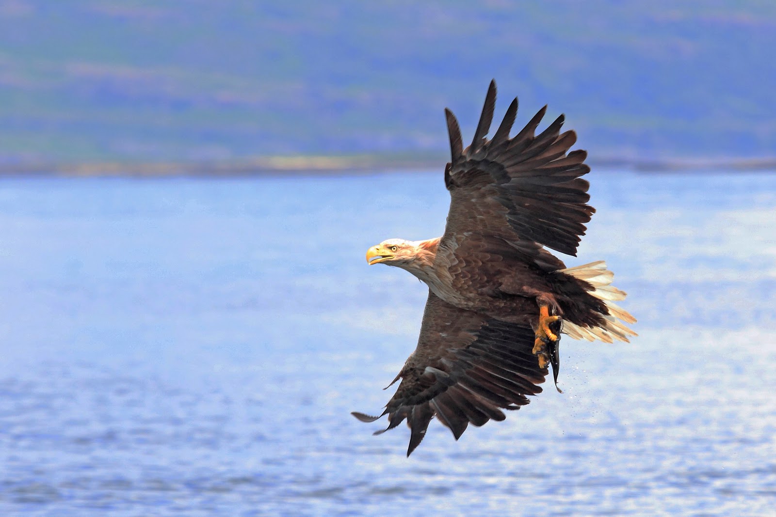 Mull sea eagles diary: Mull Eagle Watch a Five Star wildlife attraction