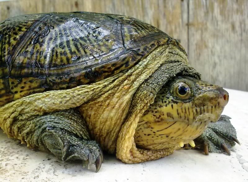 Licenciatura en Administración de Empresas Turísticas: Eje 4. Animales ...