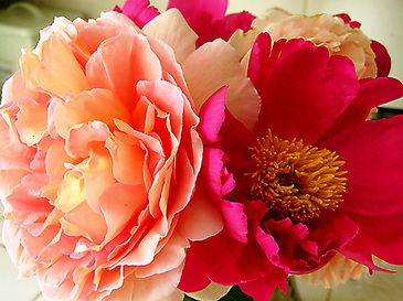 Pippa's Cabinet: The Peony