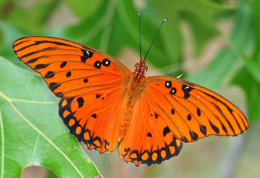 A Container Butterfly Garden