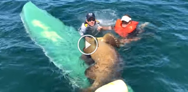 look Fishing Huge Bottom Fish Sea Creature Flips Fishermans Canoe ...