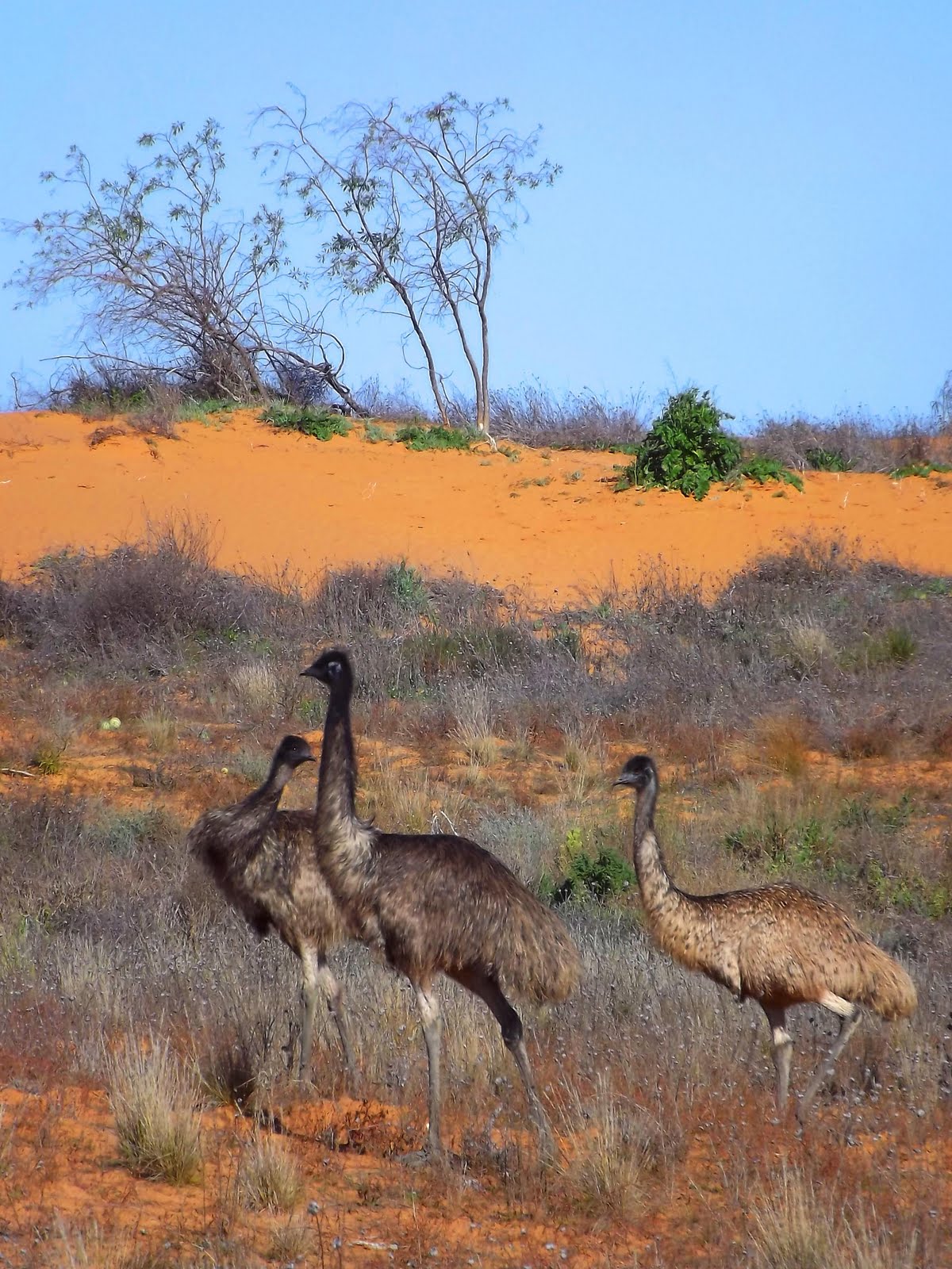 BigRedBusTouringCo.com: Moorook to Perry Sand Dunes