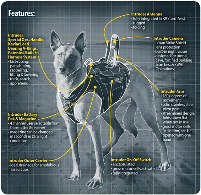 Cairo, the war dog: The Dog That Cornered Osama Bin Laden