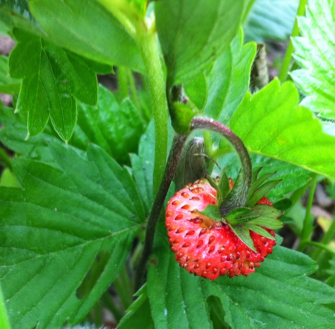 Sodas, daržas ir virtuvė:): Žemuogės