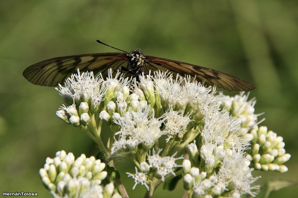 Flora Bonaerense: Chilca de olor (Eupatorium inulifolium)