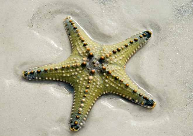 Namibia Reservations: 10 Facts About Starfish