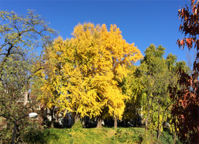 bensozia: The Golden Ginkgoes of Rose Park