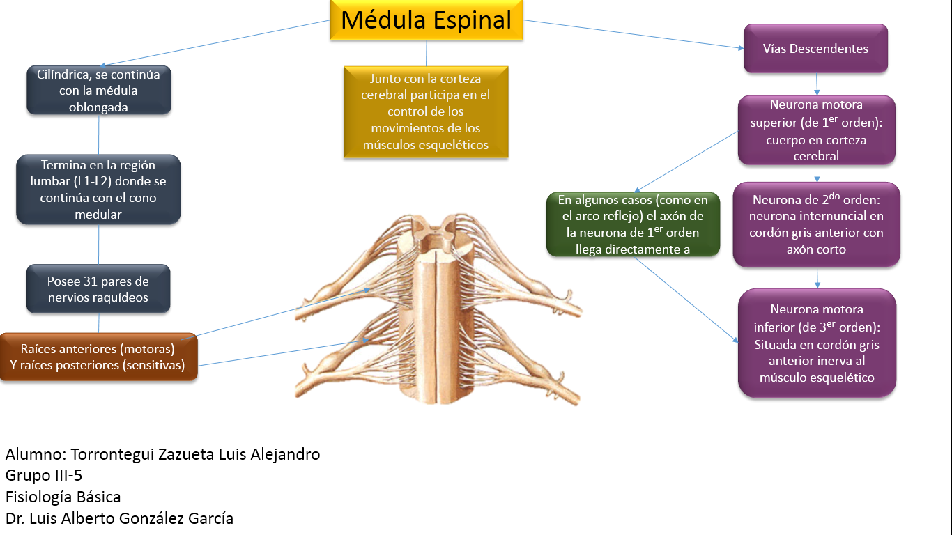 Fisiología Básica: Vías Descendentes de la Médula Espinal, Neurona ...