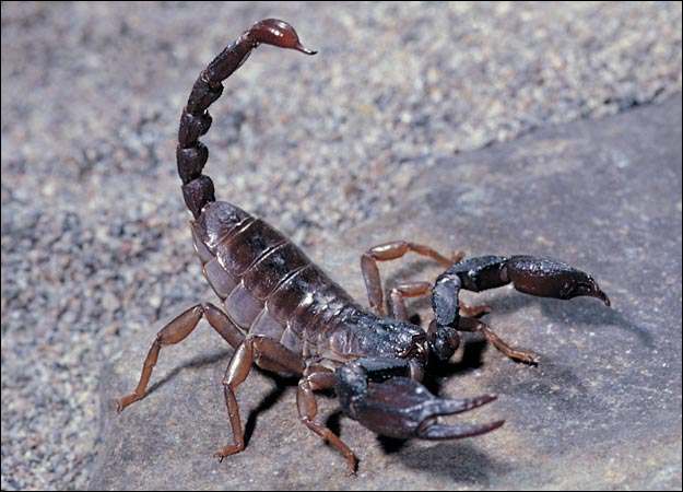 ANIMAL WORLD TokTil: Animal World - All about SCORPION around the world