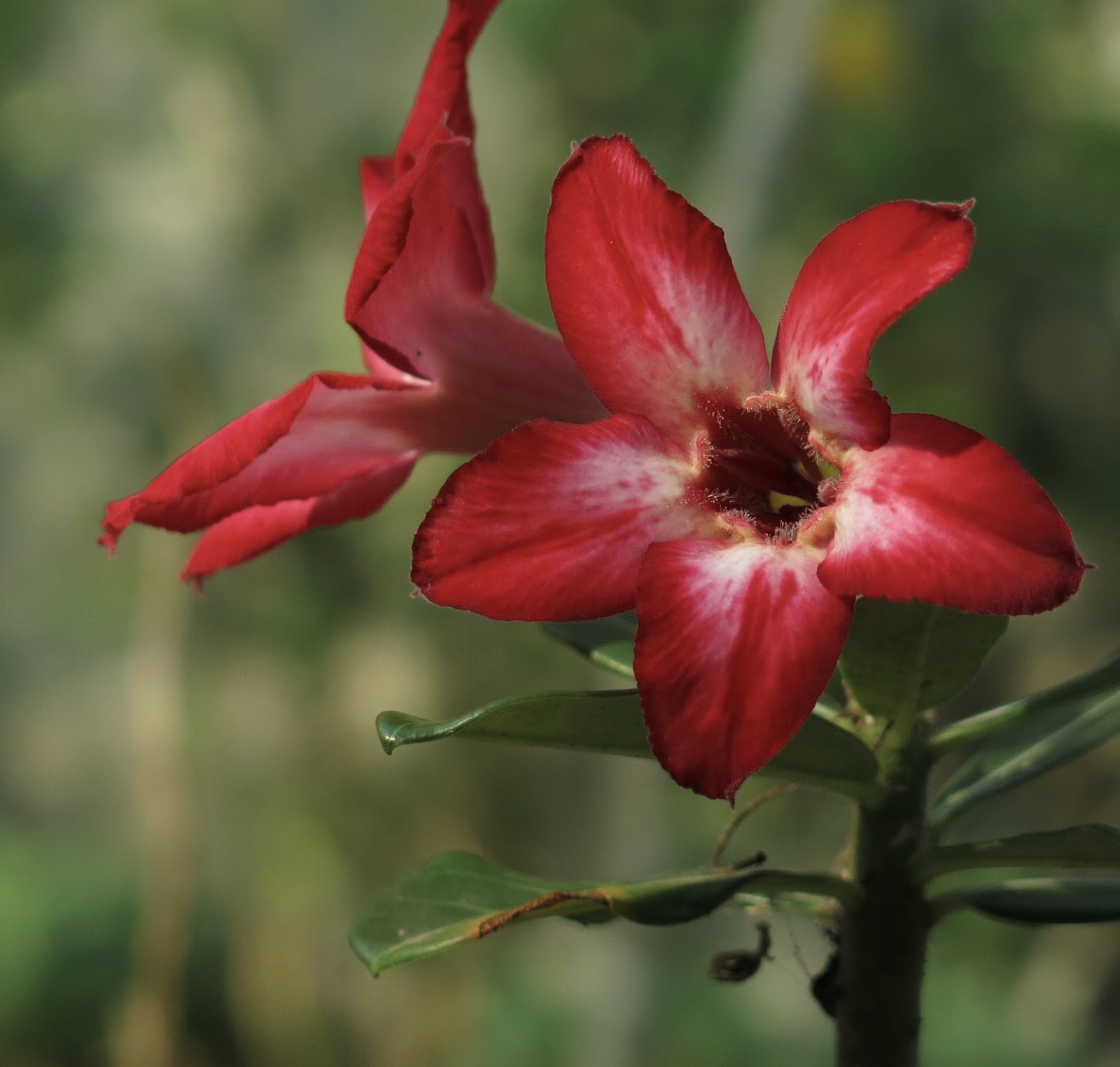 VIACACTO: O AMOR É UMA FLOR DELICADA