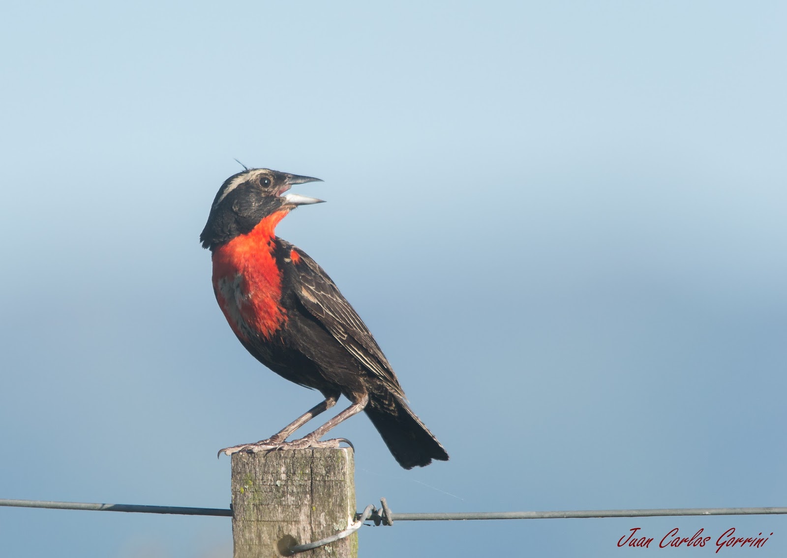 Aves Rosario de la Frontera Salta: Pecho Colorado, suele vérselo en ...