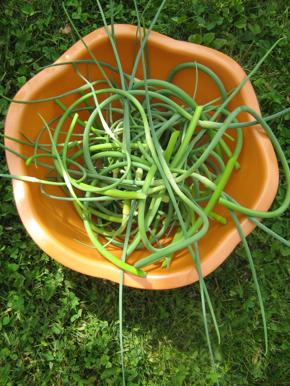 Fleurs d'ail, du jardin à l'assiette