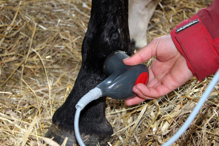 Horse Life and Love: All About ... Ultrasound Therapy