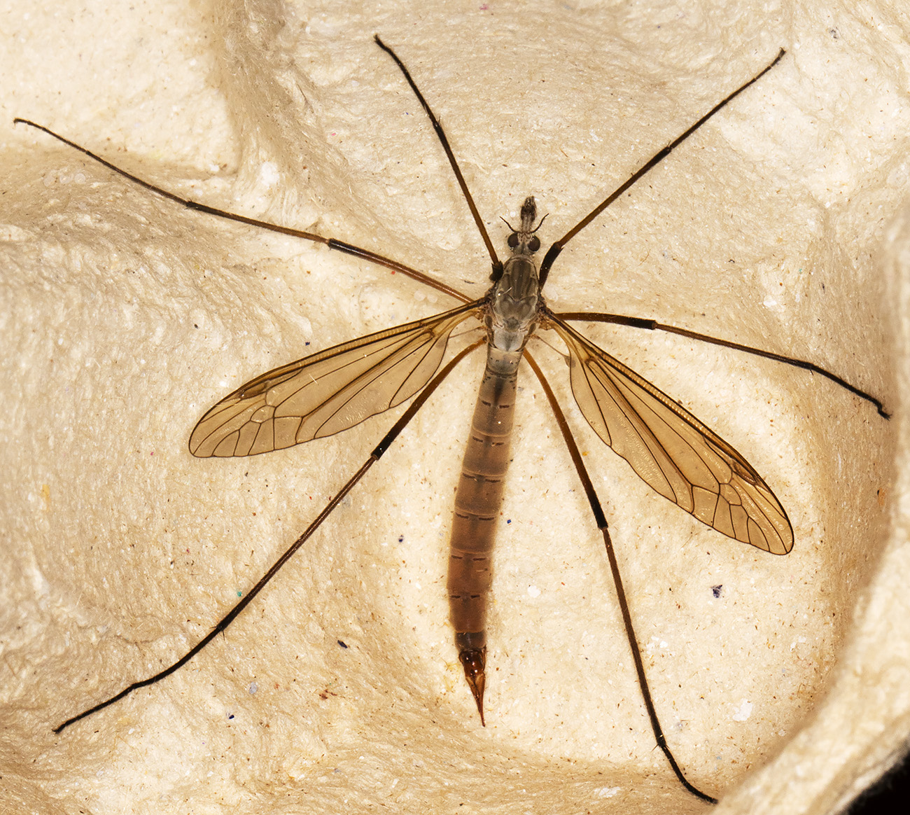 Naturally: February 2016