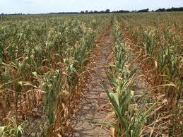 Farming Systems: Basic Ways of Corn Production