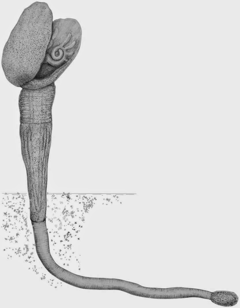 Sciency Thoughts: Yuganotheca elegans: An Early Cambrian Lophophorate ...