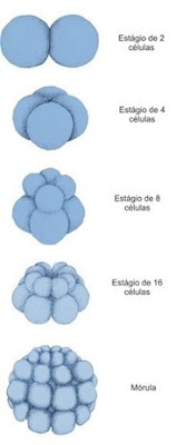 Material de Apoio de Embriologia Veterinária: Clivagem