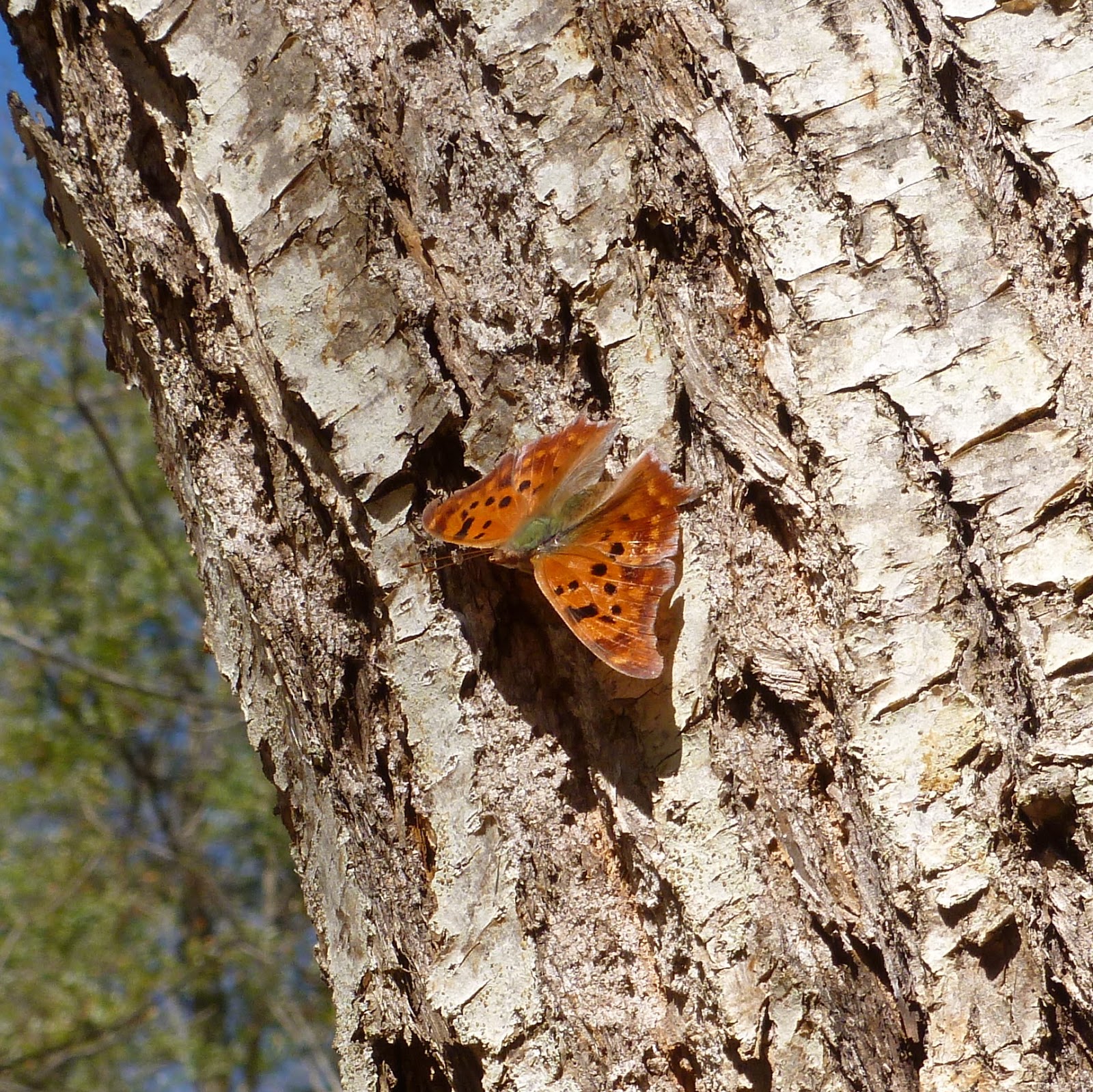 Aut-2B-Home in Carolina: What Happens When You Kiss a Frog?