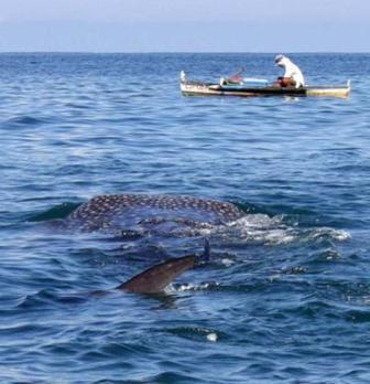 Butanding in Donsol | Tour Philippines