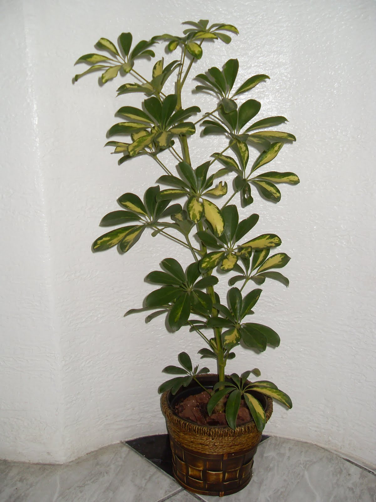 Portal Verde Jardim: Cheflera