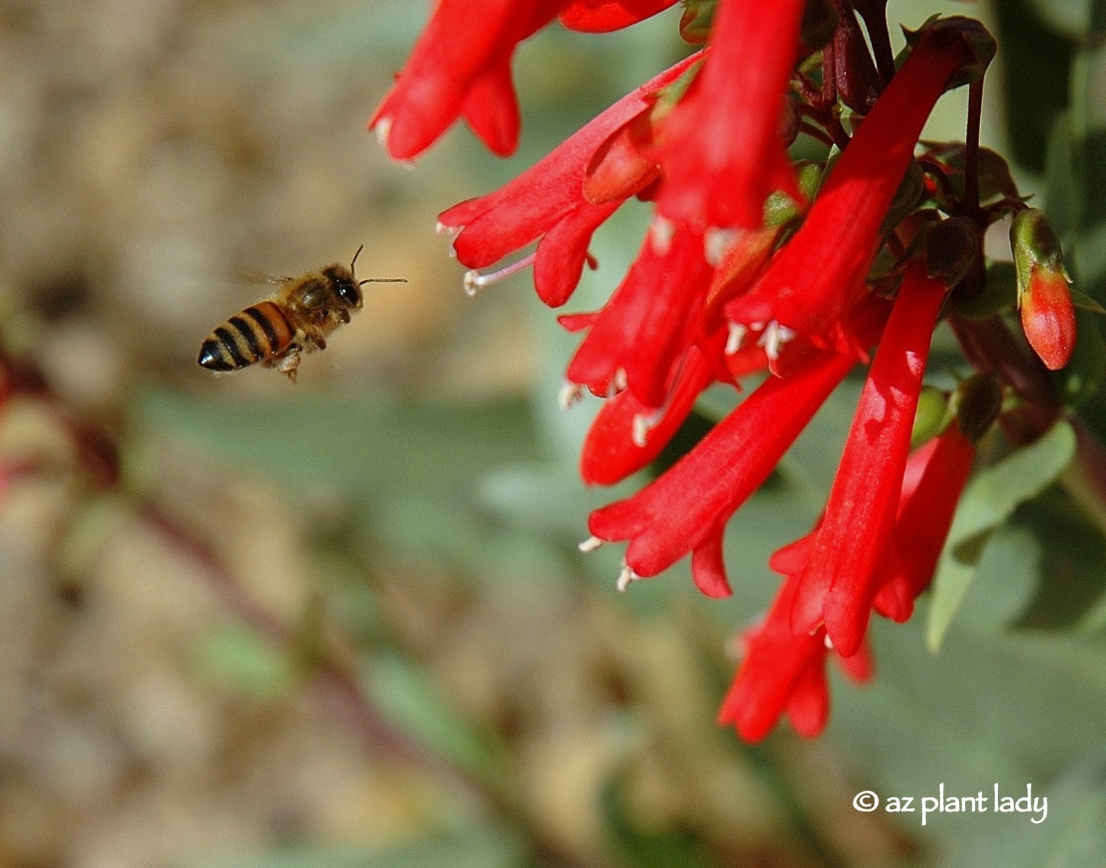 Firecracker Penstemon: Orange-Red Spikes of Color - Ramblings from a ...