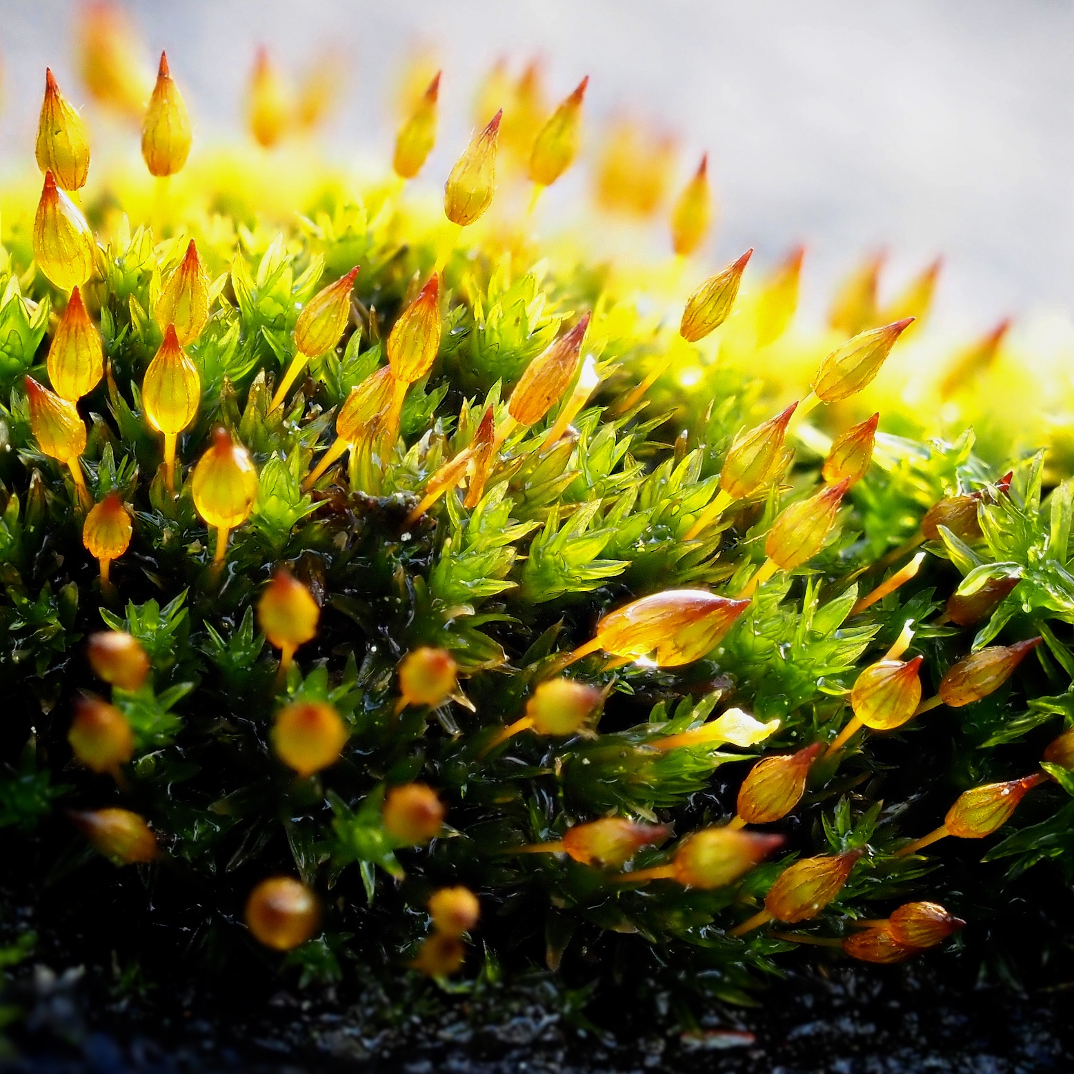 Knuts tips om makrofotografering: Mose