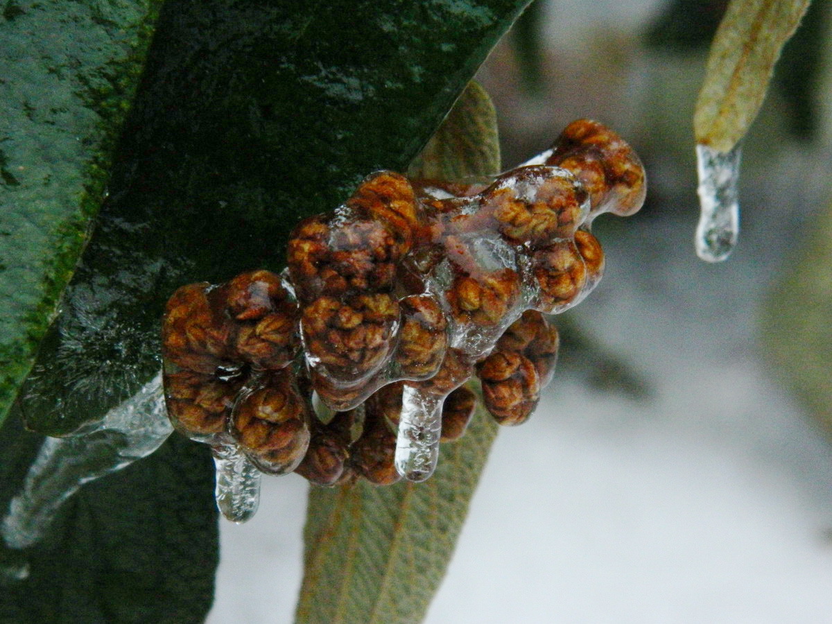 LA MULTI ANI, ROMANIA!: Flori inghetate