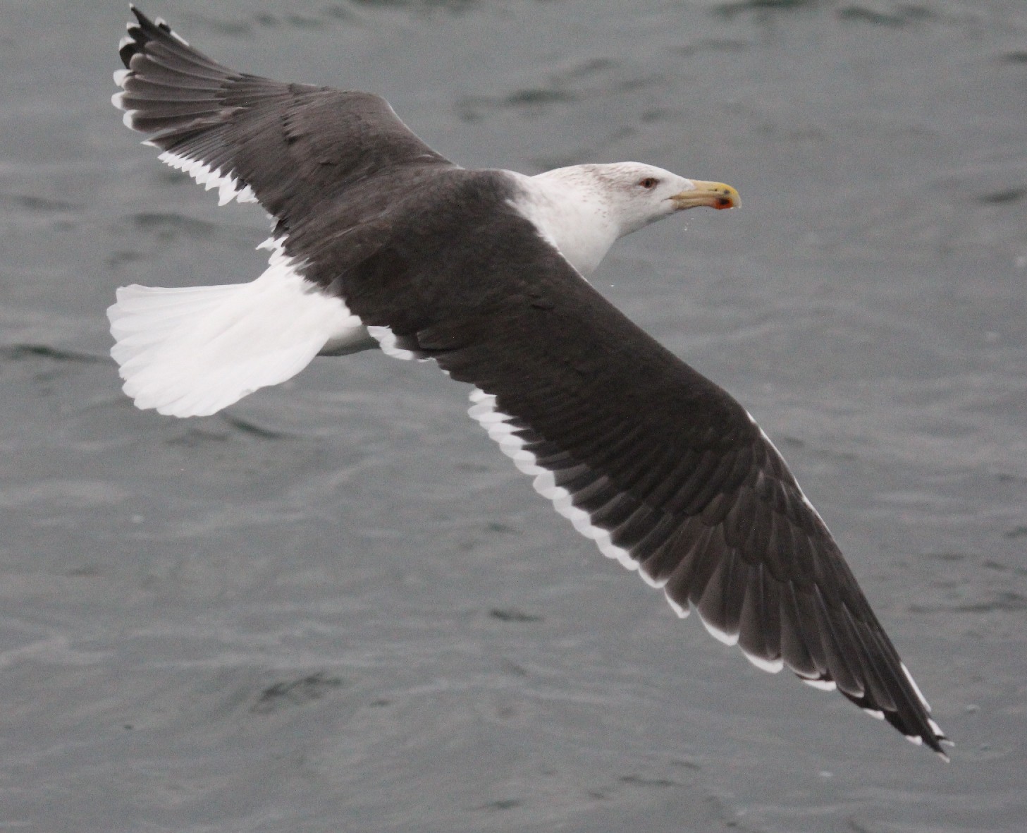New England Coastal Birds: "Three Days of Winter Seabirding on Cape Cod ...