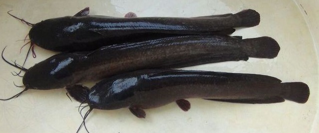 inilah 6 jenis ikan lele yang populer di indonesia - KEMBANG LELE