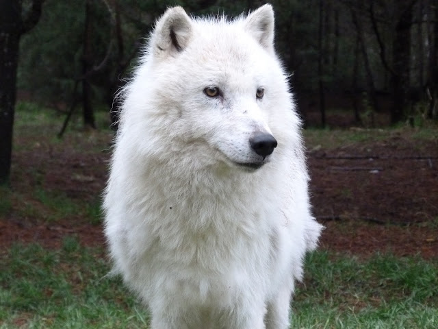 Une aventure au Québec: On a touché des loups