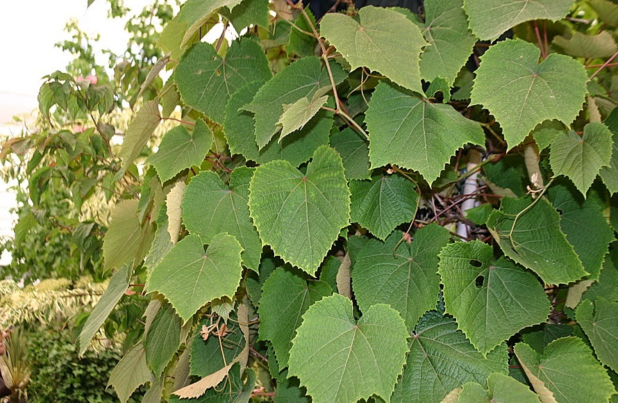 Trees Planet: Vitis amurensis - Amur grape