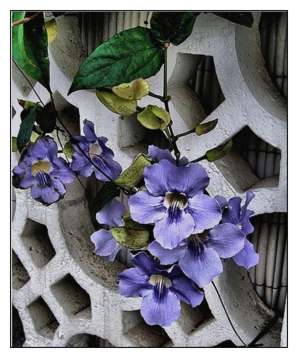 Un paseo por mi vida: Flores en las rejas de un patio andaluz (Motril)