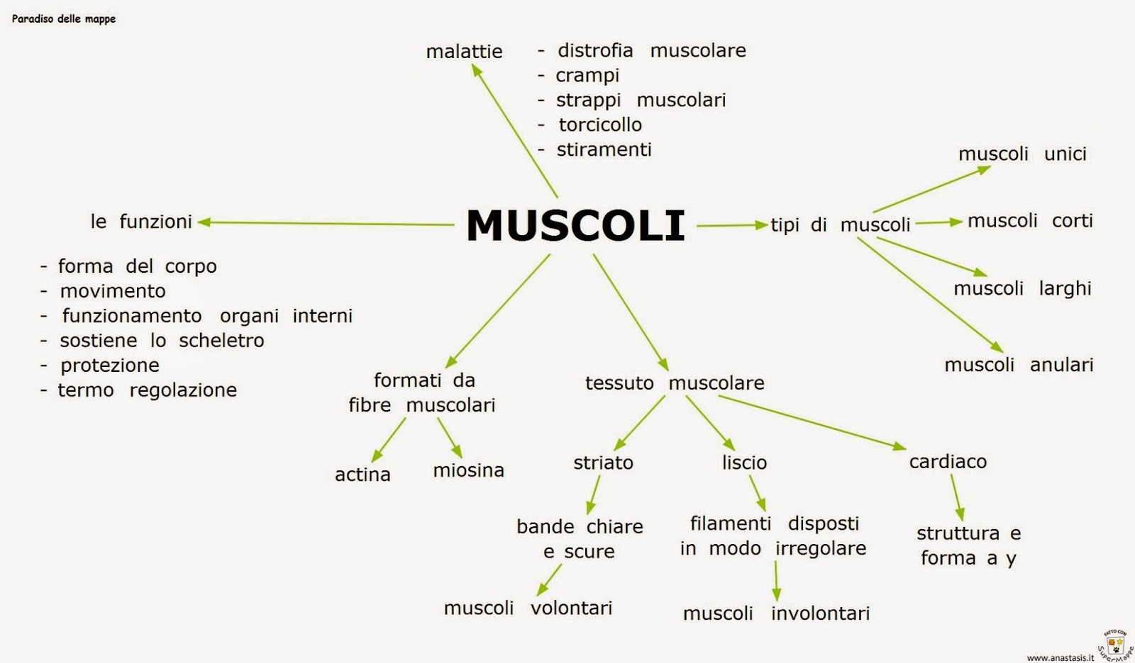 Paradiso delle mappe: I muscoli