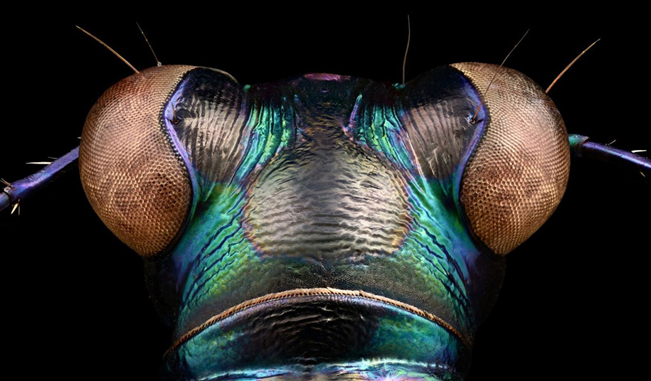 Gurney Journey: Detailed Photos of Insects