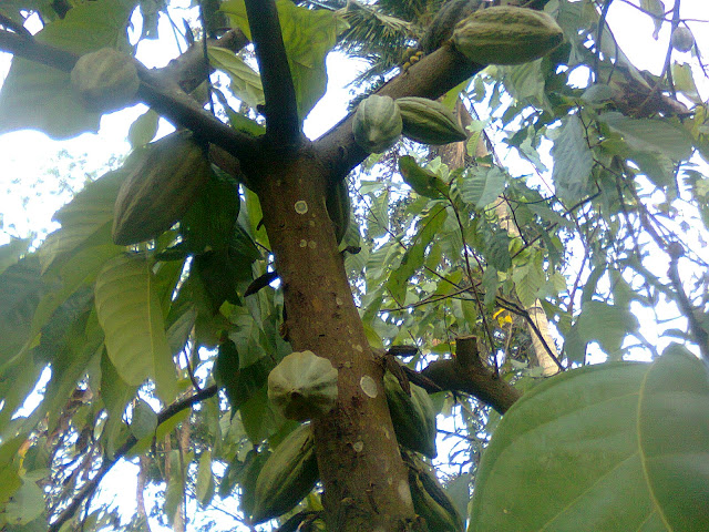 Gambar Pohon Cokelat (KAKAO) Yang Lebat Buahnya - Guru Ilmuan