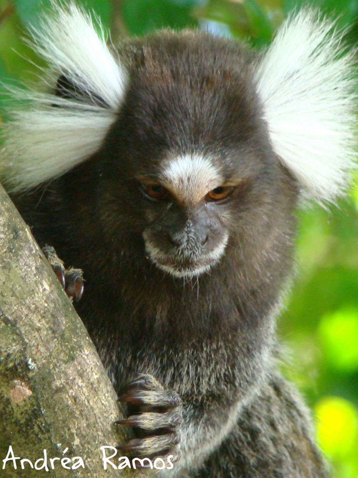 Pequenos Macacos | Andréa Ramos