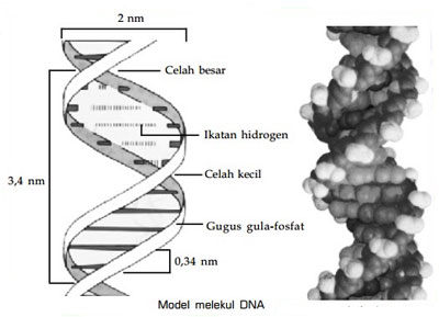 Deoxyribonuciec Acid (DNA) Substansi Dasar Molekul 4 Macam Basa ...