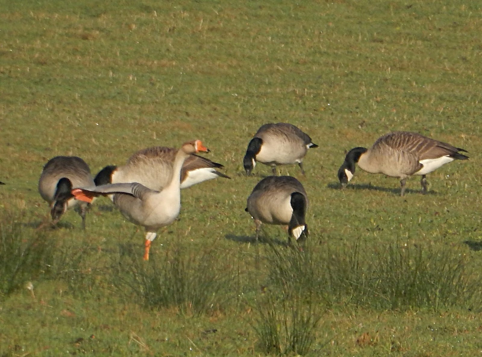 Barnsley Bird Sightings: Wintersett + Gull Roost 24.01.17