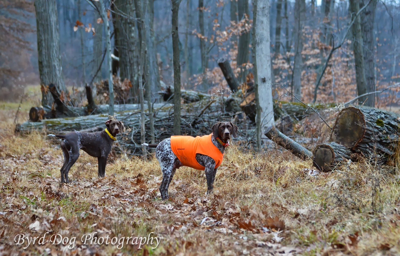 Adventures of a GSP Hunting Dog: Pupdate: Puppy Development and Crazy ...