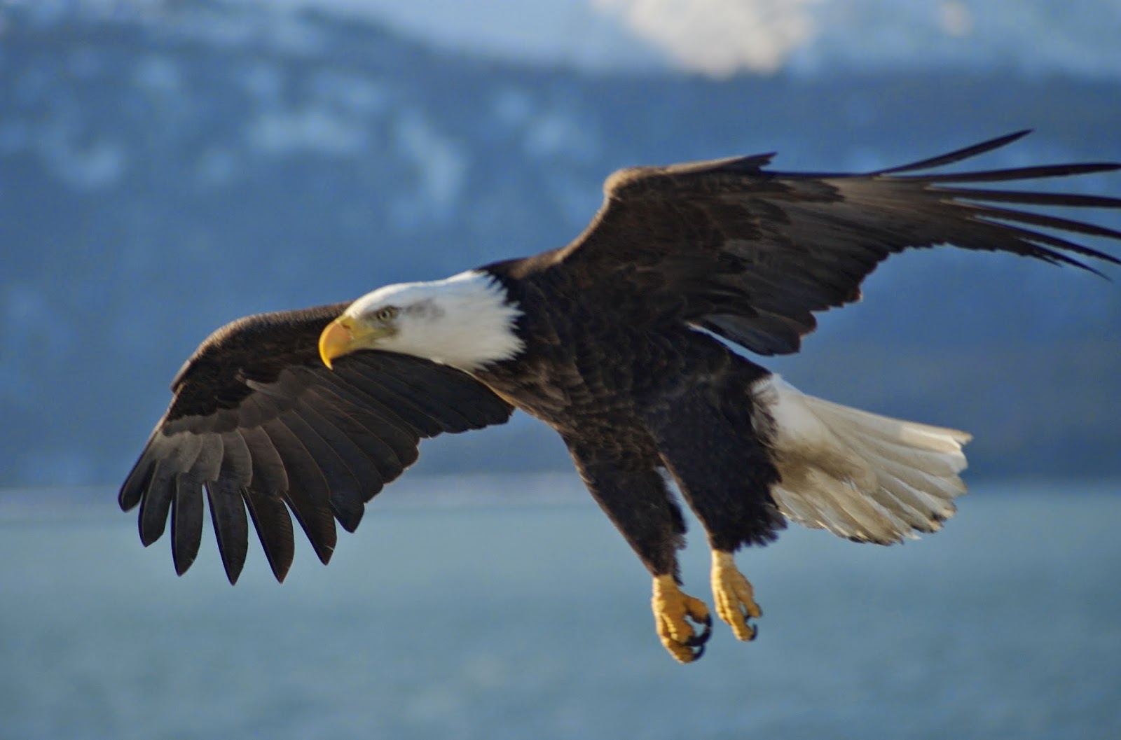 Biology: Bird Adaptations