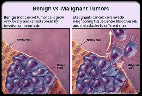 microbiology: Tumor cell lines